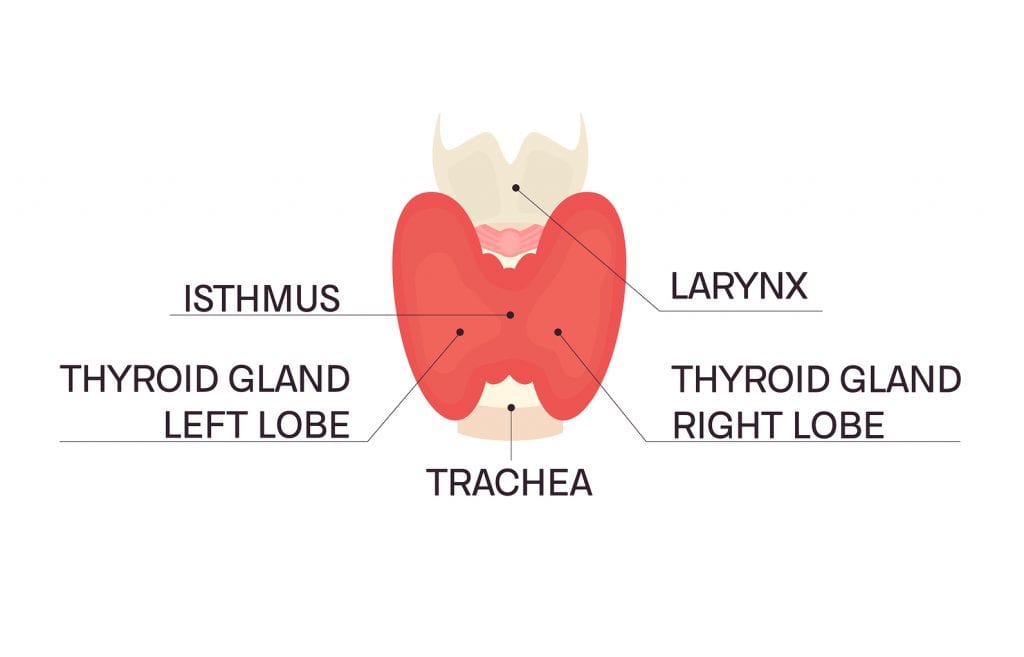 Women’s Thyroid Issues | Renewed Vitality Women’s Thyroid Issues | Renewed Vitality